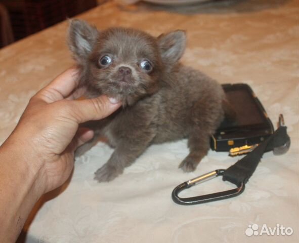 Чихуа мини мальчик Лилякин-Пупс