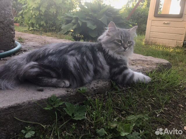 Сибирский кот.Вязка