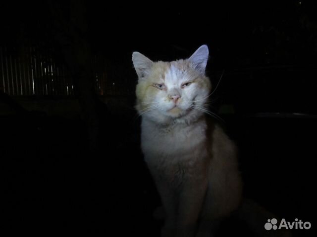 Ищу прежних/новых хозяев взрослому ласковому коте