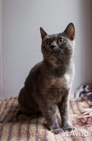 В добрые руки