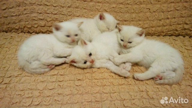 Котята экзоты