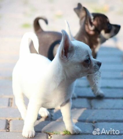 Маленький ласковый Чишка