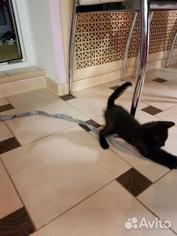 Котенок девочка