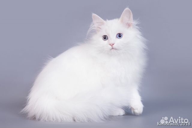 Белая с голубыми глазами