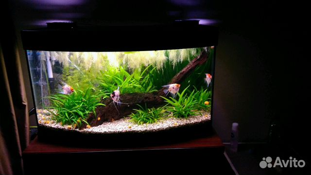Аквариум панорамный 140л