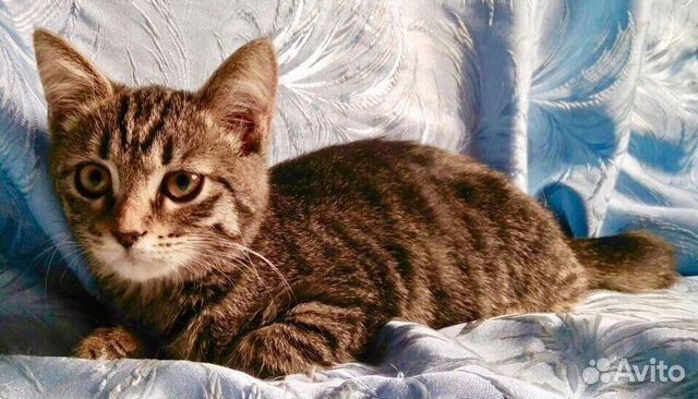 Марусенька- нежная девочка ищет дом