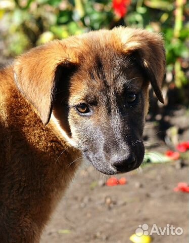 Щенок мальчик-красавчик ищет семью