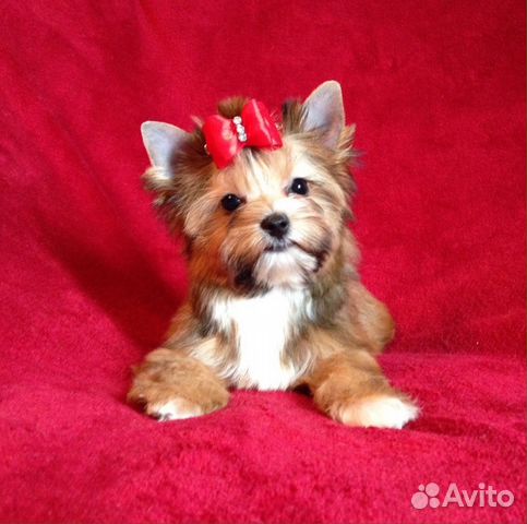 Супер мини и мини йорки