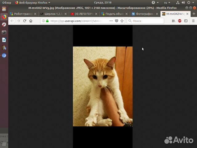 Котик Барселон, по гороскопу лев :)