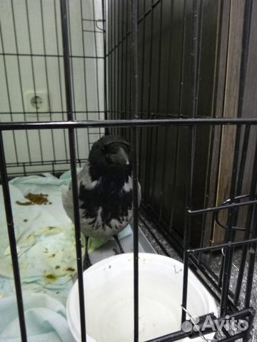 Весенний вороненок в добрые руки