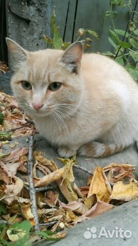 Шикарный Персик, кот