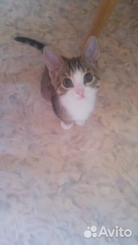 Очаровательный котенок Вася ищет дом