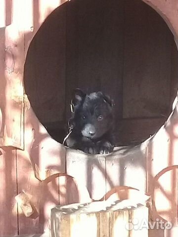 Продаются щенки вео