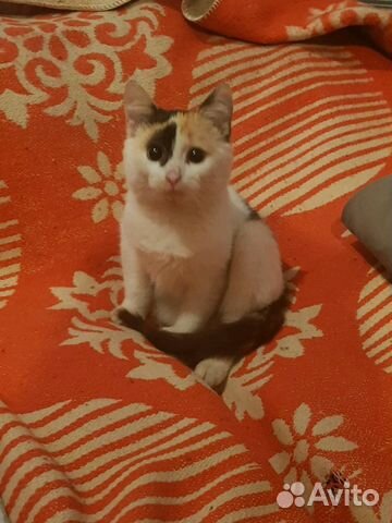 Котенок трехцветка Машка 3мес в дар