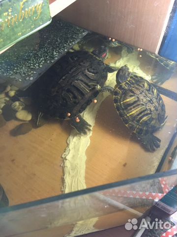 Черепашки мальчик и девочка