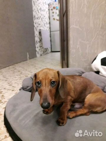 Малыш таксы