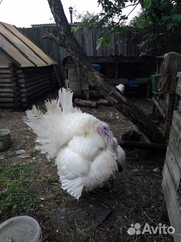 Куры,индюки