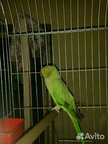 Ожереловый попугай самка с клеткой