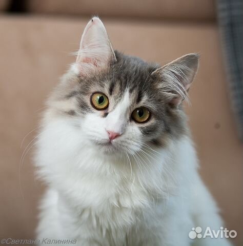 Красавица Бэлла