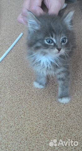Котенок Ксюша