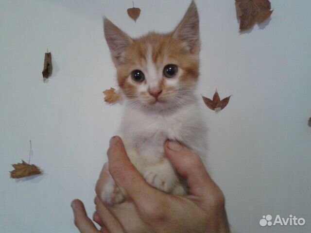 Супер котенок "Котофей"