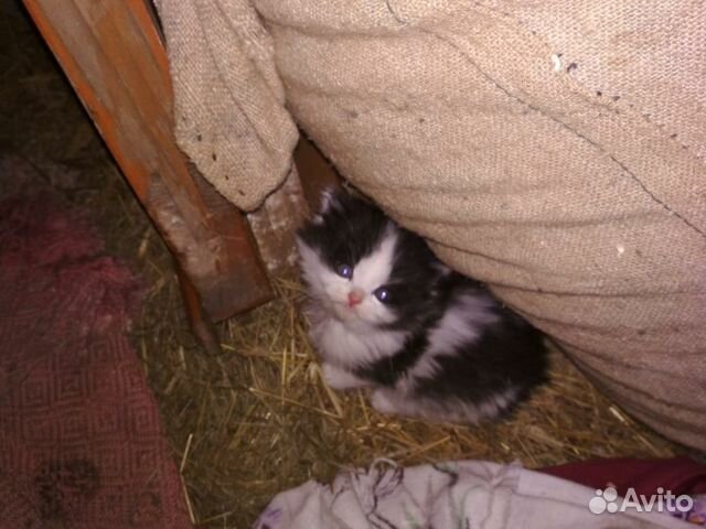 Детикотята