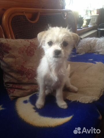 Чихуахуа продаю