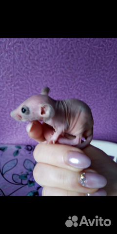 Крысёнок в дар