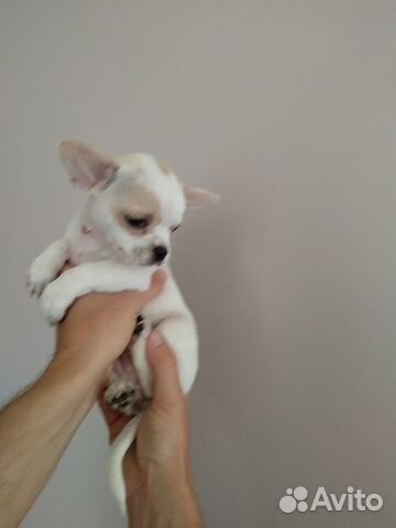 Красивая бело-кремовая девочка