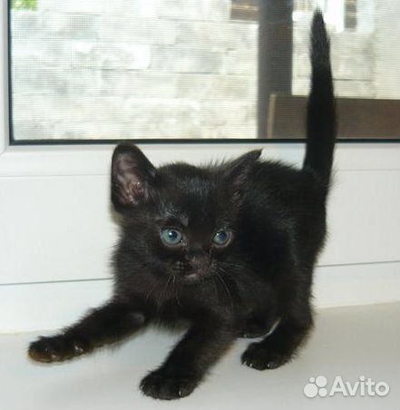 Котёнок бомбейский