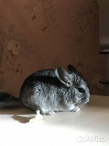 Шиншилла стандарт девочка
