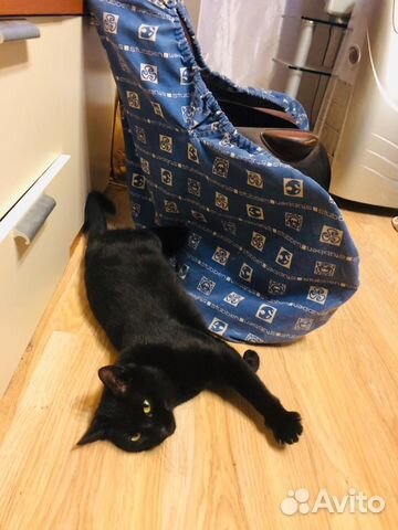 Пума ищет дом