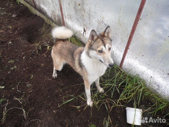 Продам подросшую заподно -сибирскую лайку