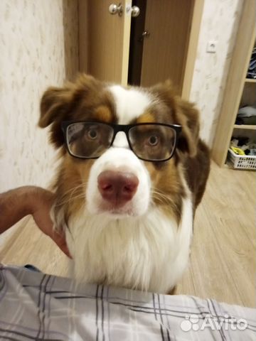 Австралийская Овчарка крипторх