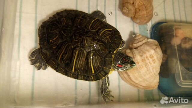 Отдам земноводную красноухую черепашку