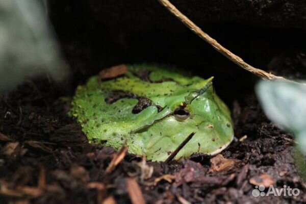 Лягушки рогатки