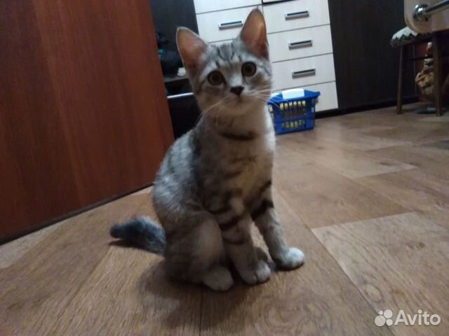 Возьмите котеночка, иначе пропадет