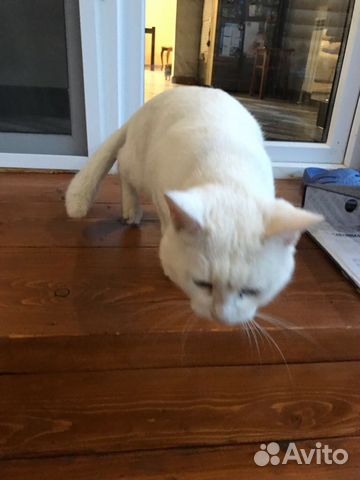 Кот белый красивый