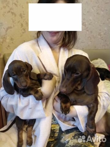 3 шоколадных щенка таксы и 2 черных, скидка