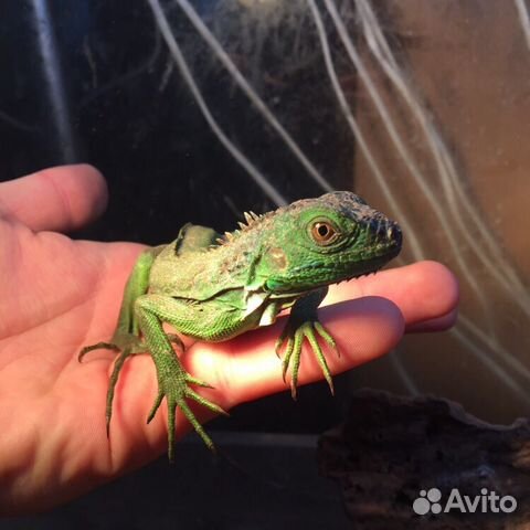 Зеленые игуаны