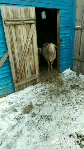 Продам овцу
