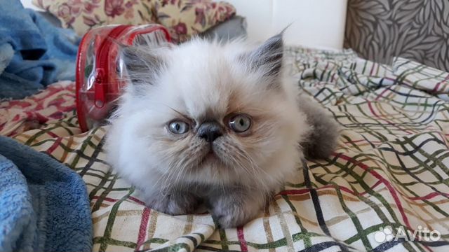 Продаются котята-экзоты