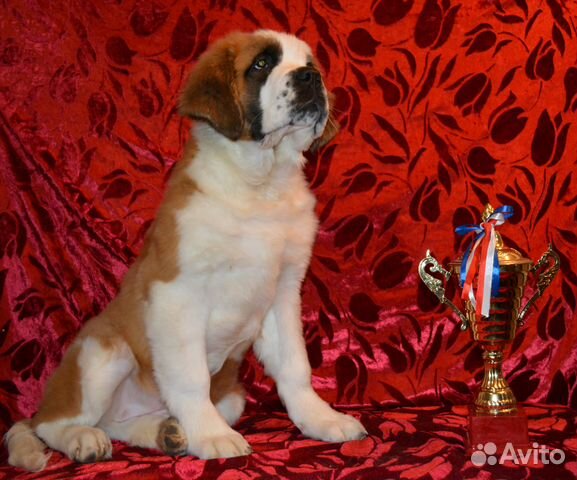 Щенки из питомника: "Династия падеде" г.Челябинск