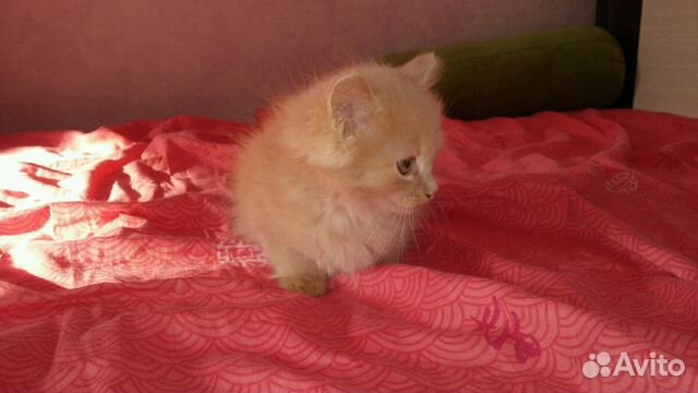 Котёнок