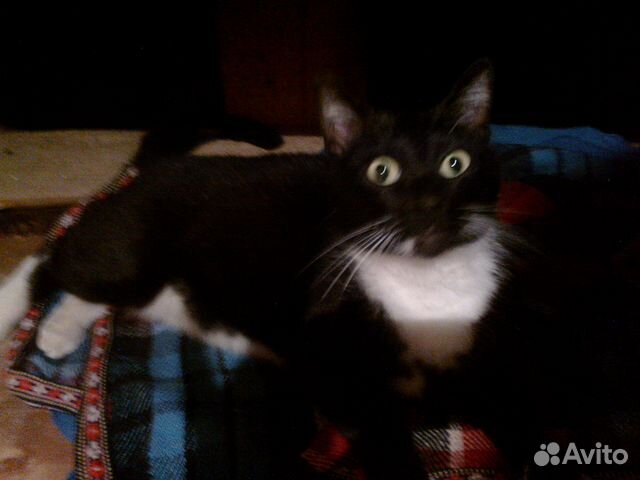 Кастрированный котик ищет дом