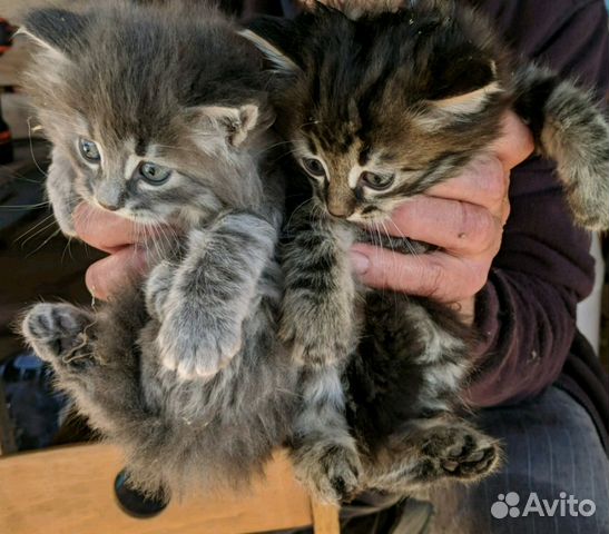Котята. Отдам в хорошие руки