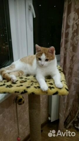 Котенок в дар мальчик 3.5 мес