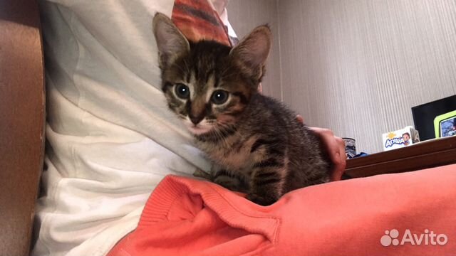 Котёнок бесплатно