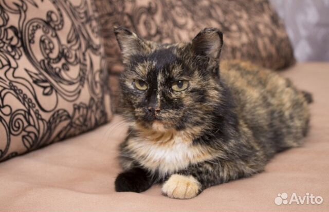 Тортила - кошка необычного черепахового окраса ище