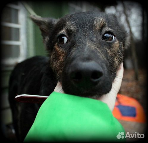 Идеальный щенок - вырастет меньше среднего размера